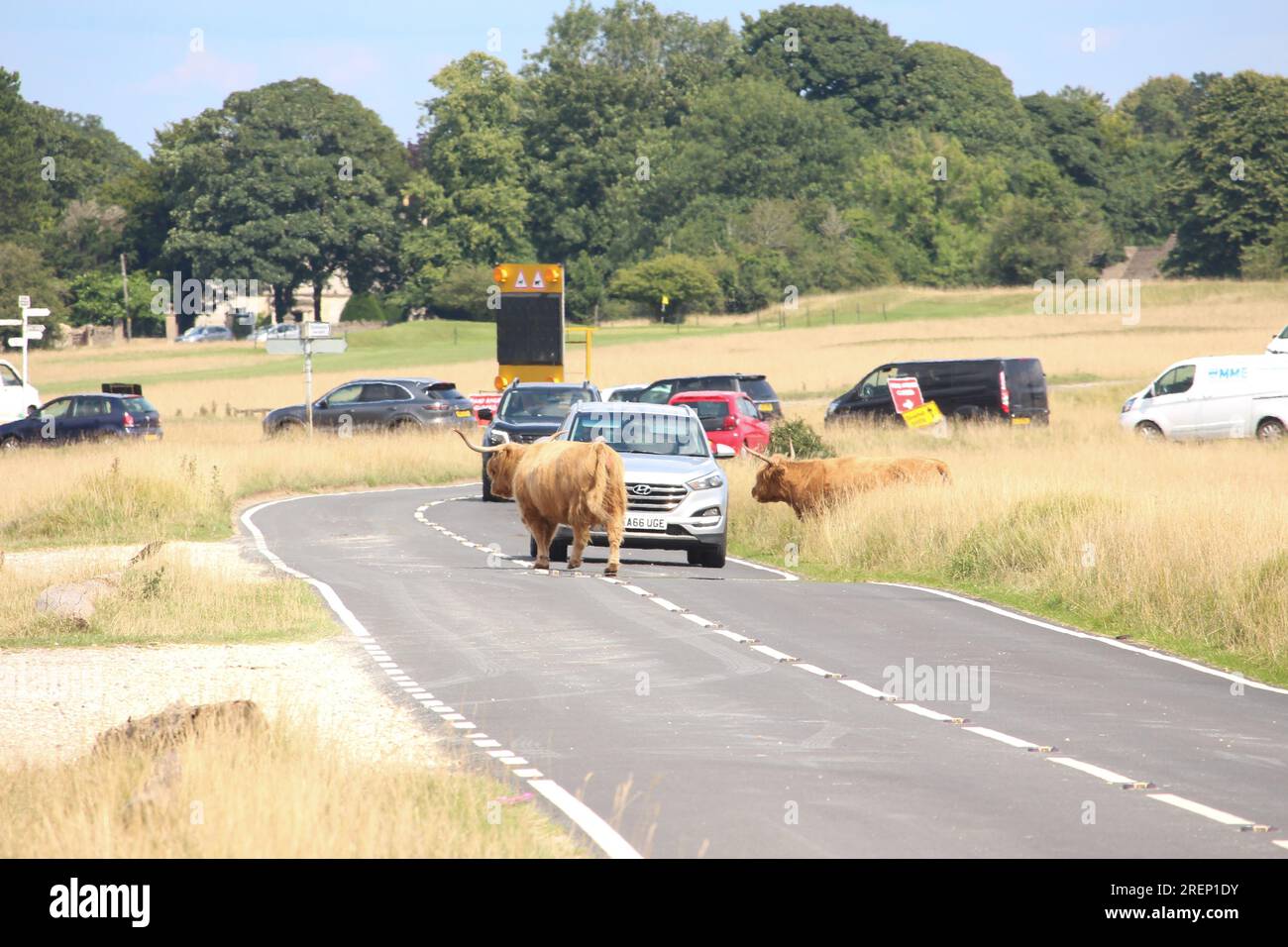 A photograph of long-horned cows blocking a road on Minchinhampton ...