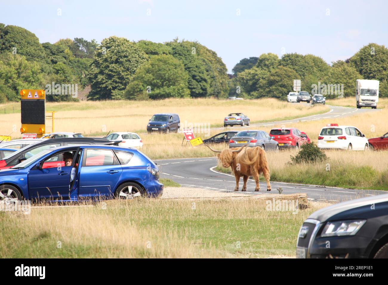 A photograph of long-horned cows blocking a road on Minchinhampton ...