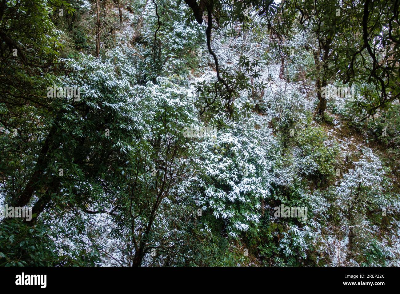 Winter in the Himalayan woodlands: Snow-covered trees in Uttarakhand ...