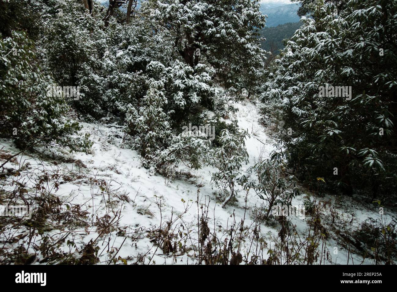 Winter in the Himalayan woodlands: Snow-covered trees in Uttarakhand ...