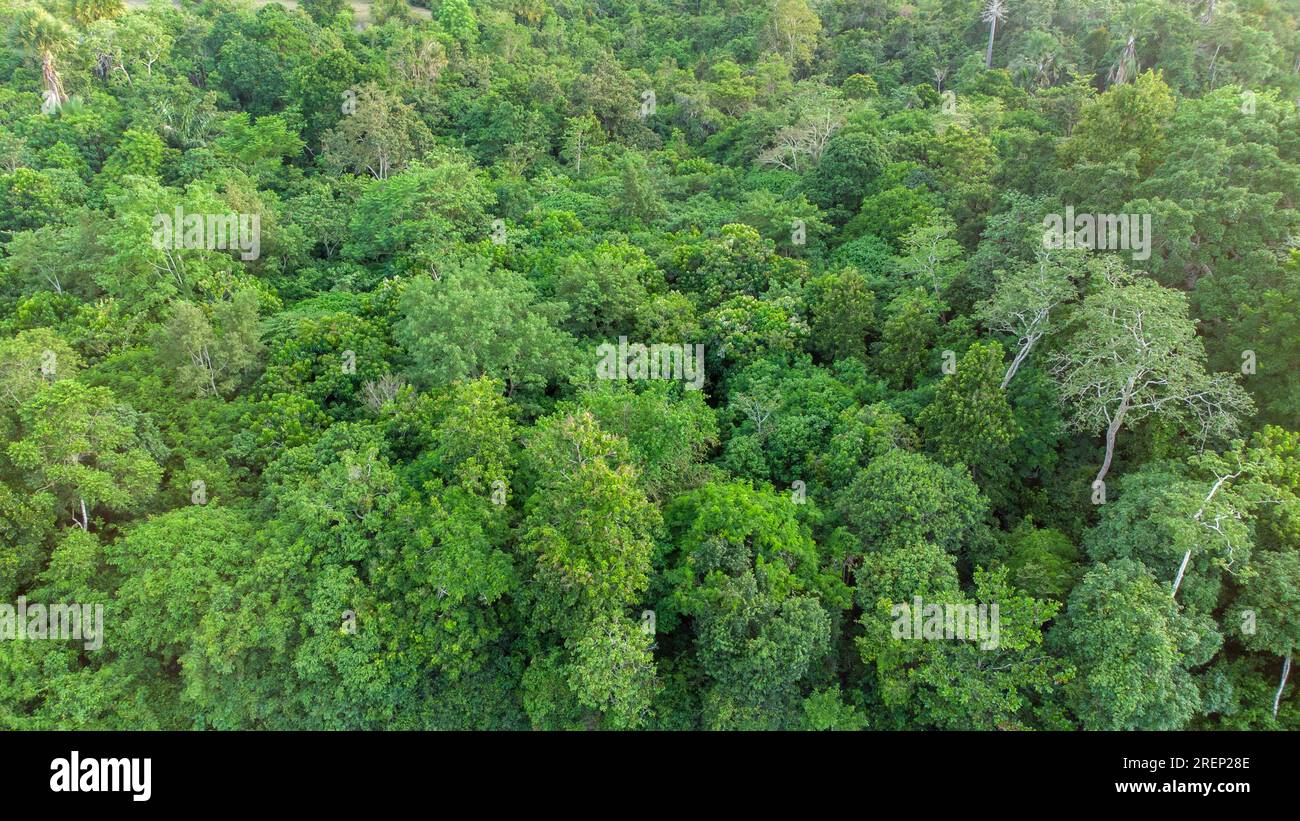 Aerial view of tropical rain forest canopy, Aceh Province, Indonesia ...