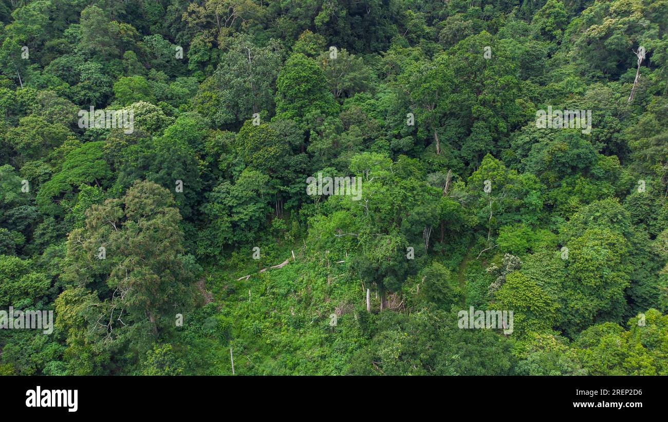 Tropical rainforest aerial hi-res stock photography and images - Alamy