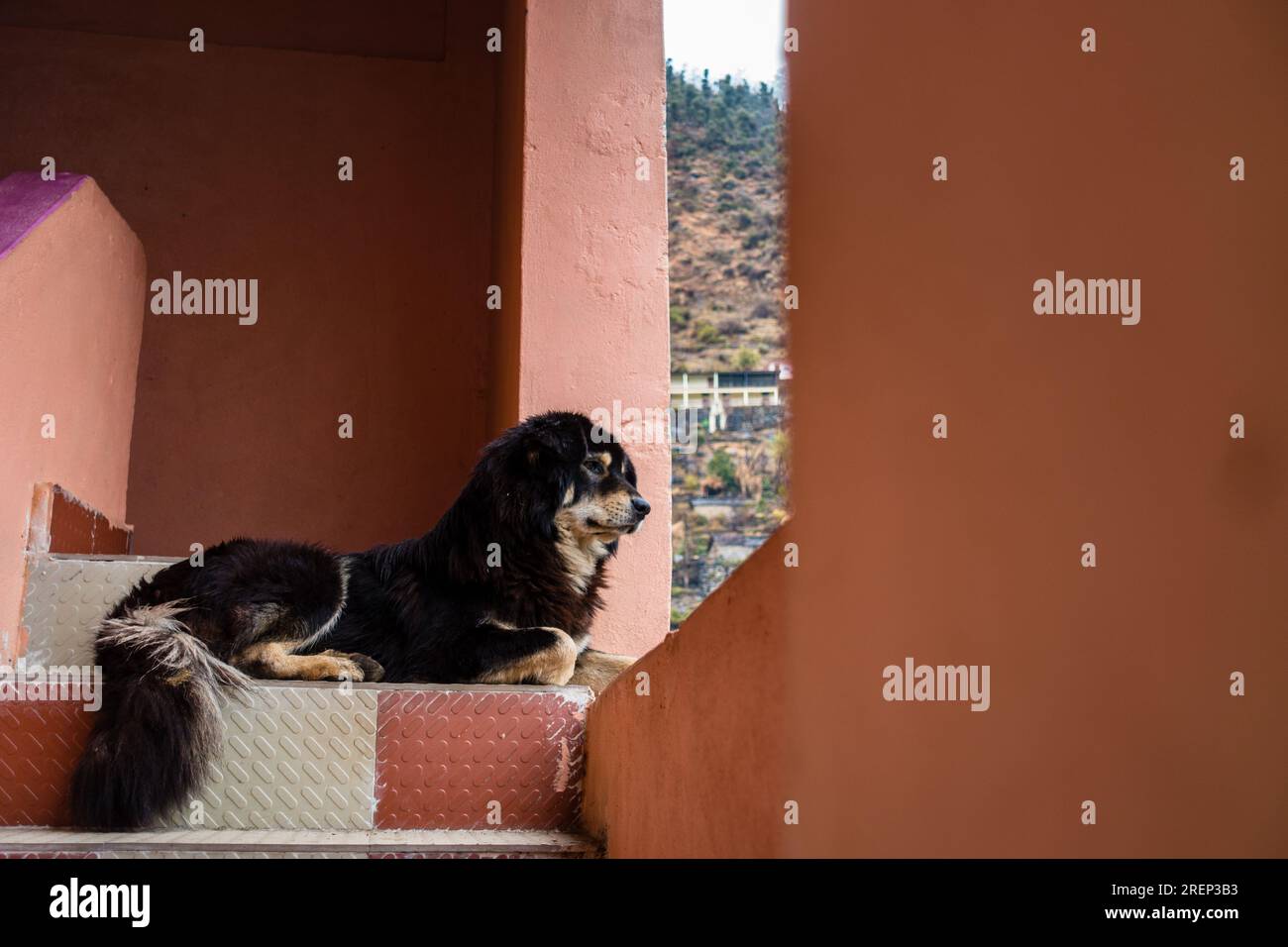 Majestic black and brown Himalayan shepherd dog gazing through window ...