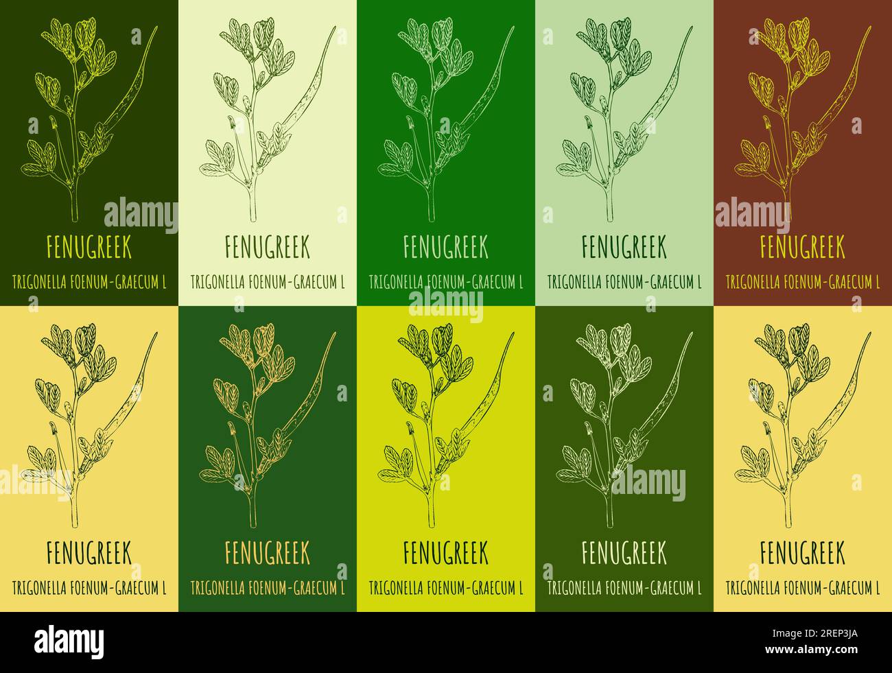 Set of vector drawing FENUGREEK in various colors. Hand drawn ...