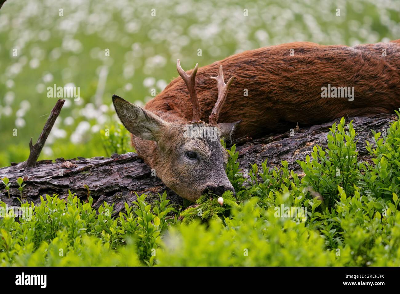celebration the trophy of a roe buck after the hunt on the mountains in ...