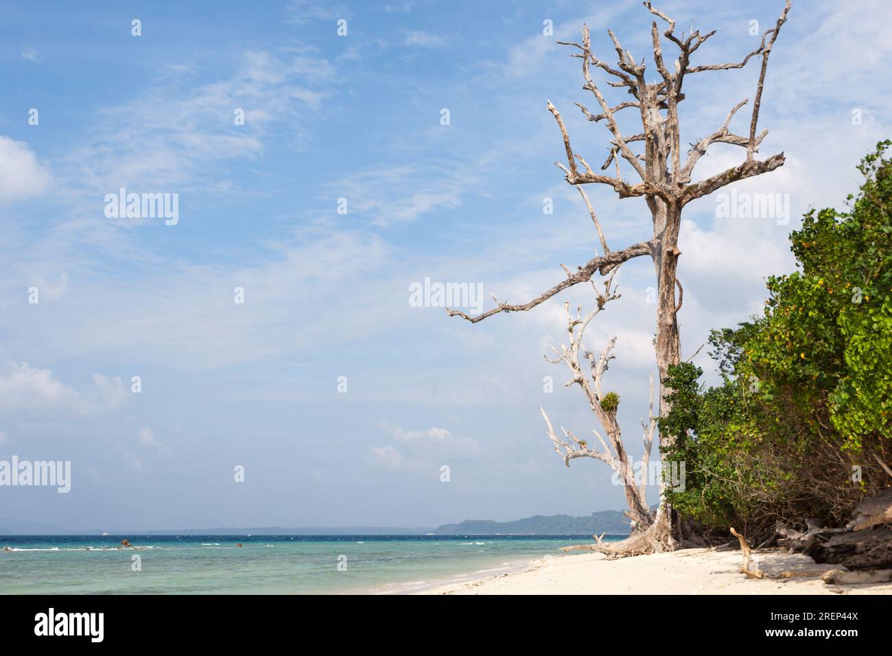 Dead tree in a forest on a beach at Havelock Island, Andamans, India ...