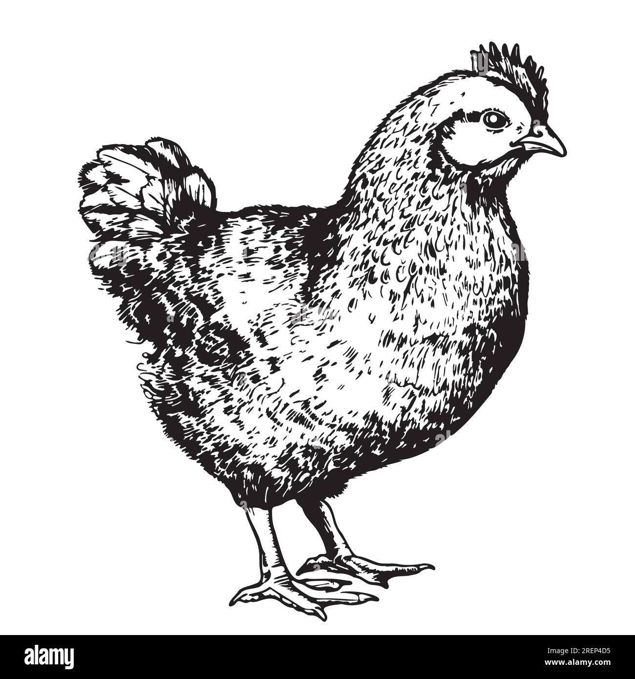 Hen chicken farm sketch hand drawn in doodle style Farming Vector Stock ...