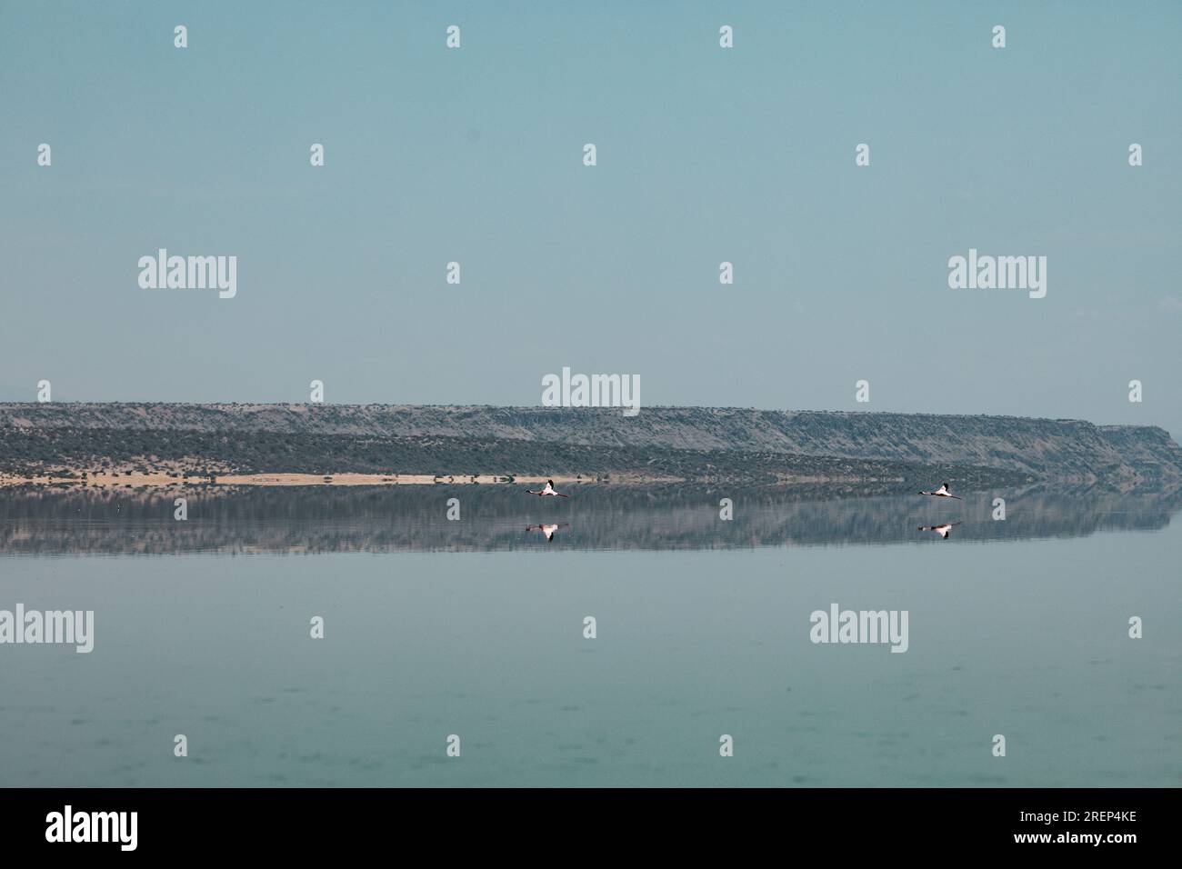 Lake Magadi Travel Adventures- Flamingoes Home Stock Photo - Alamy