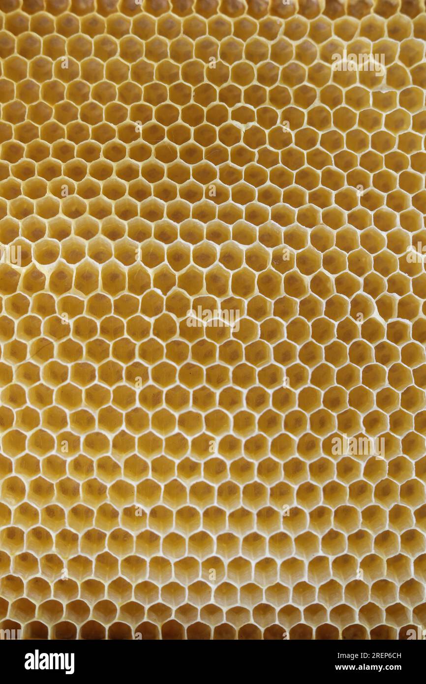 Honeycomb texture hi-res stock photography and images - Alamy
