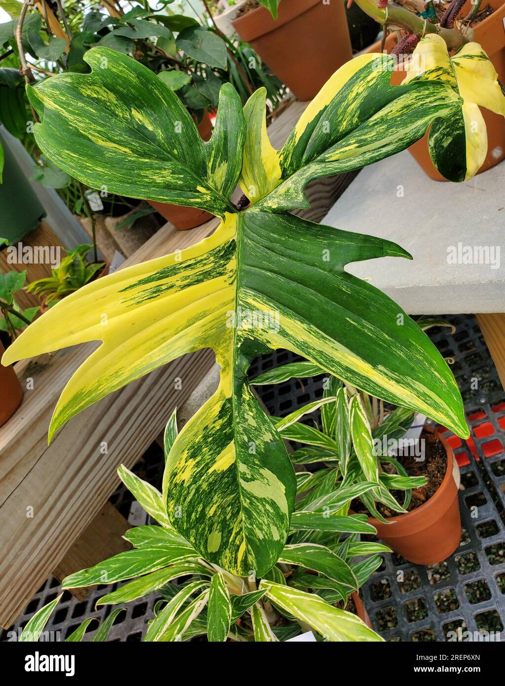 Beautiful leaf of Philodendron Florida Beauty variegated, a rare and ...
