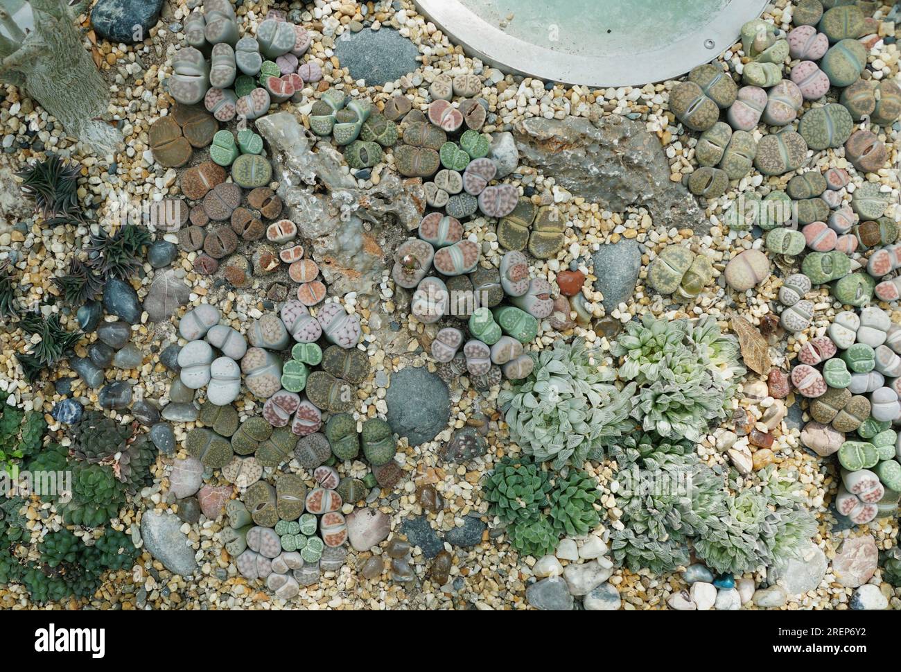 A spread of Lithops plant, also known as the living stones, originally ...