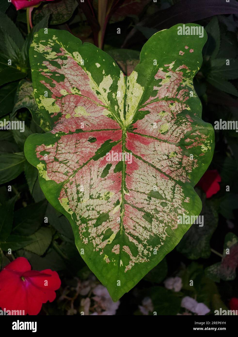 Caladium tricolor hi-res stock photography and images - Alamy