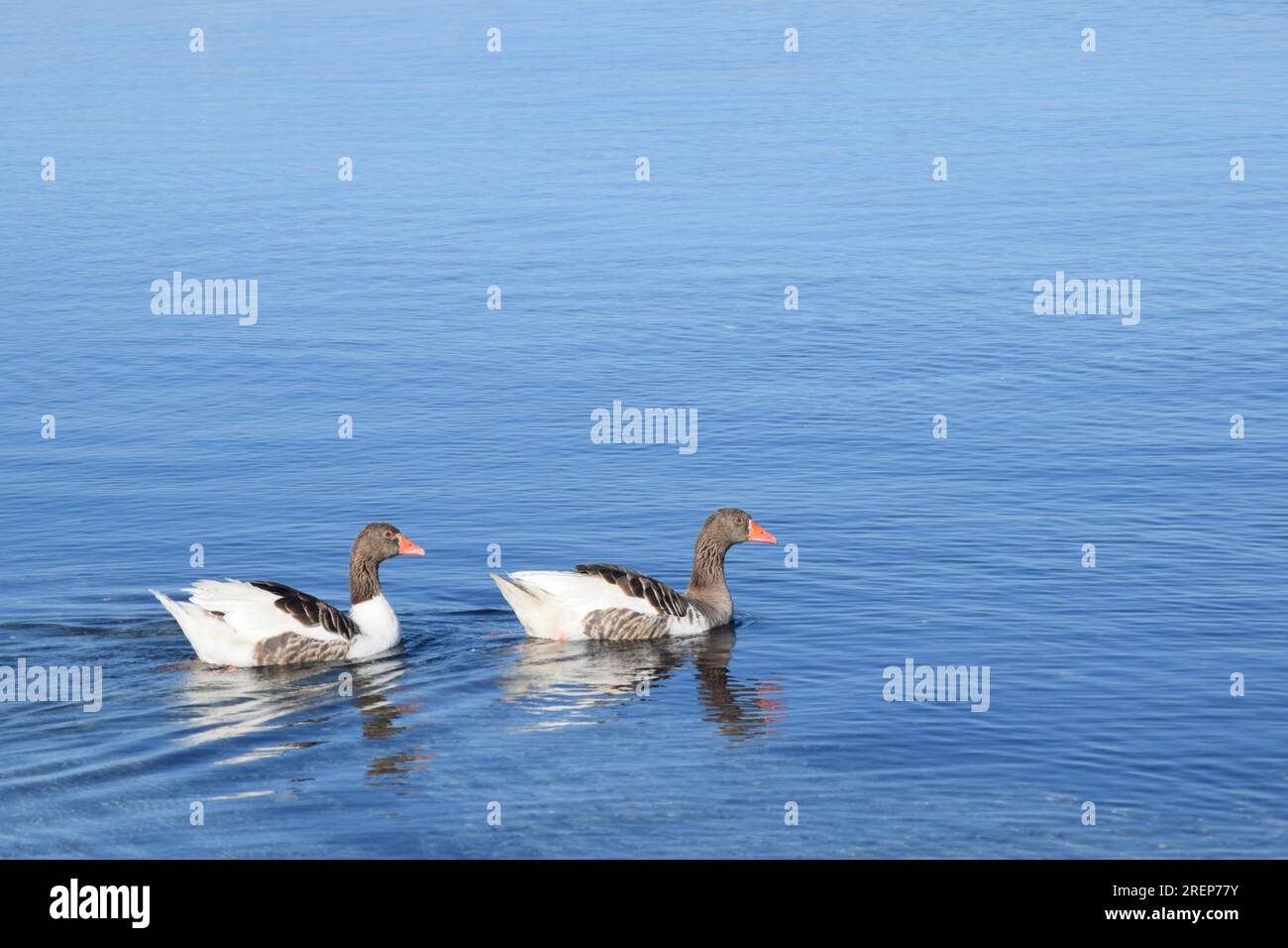 Flock of geese in the sea Stock Photo - Alamy