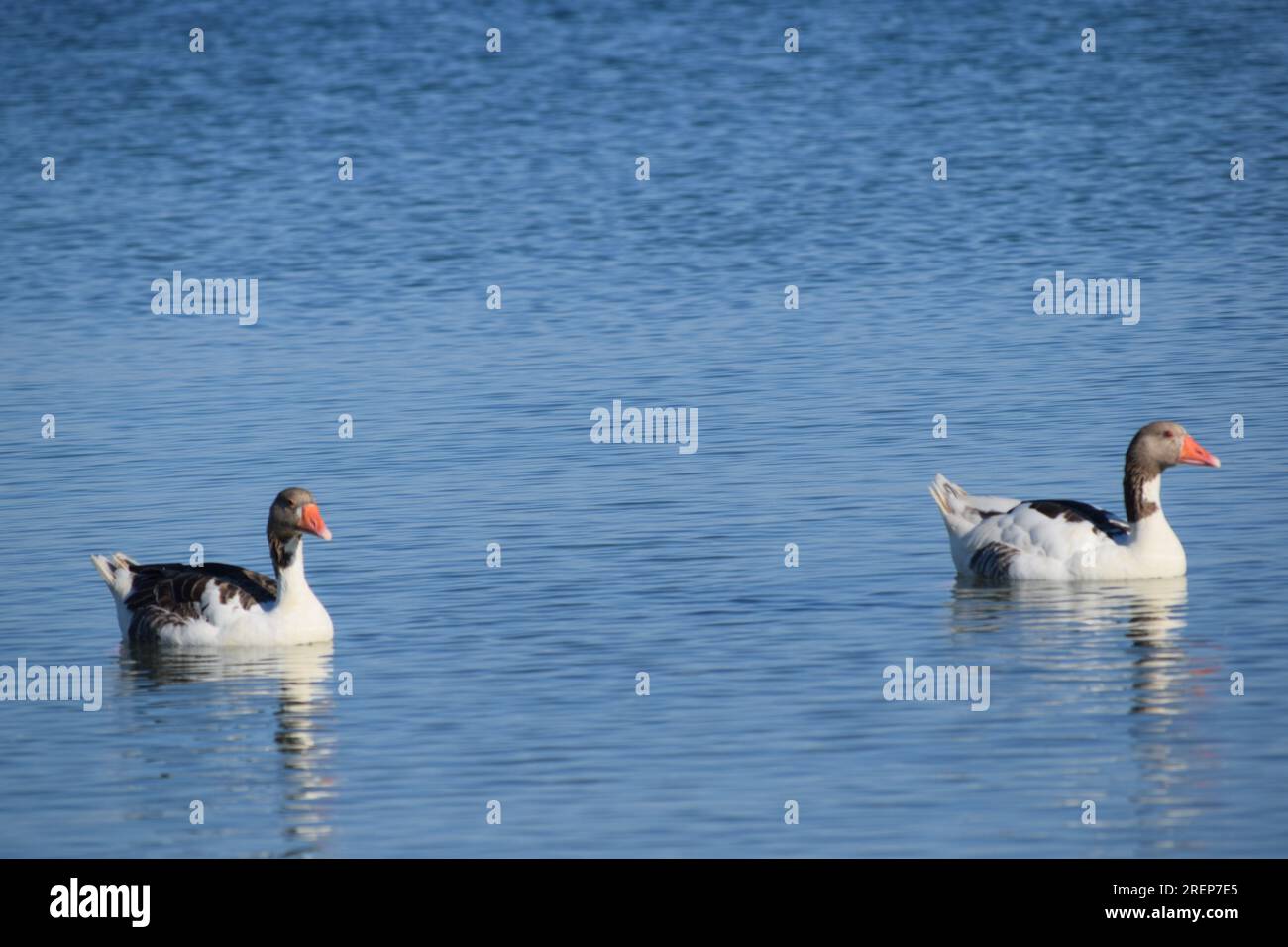 Flock of geese in the sea Stock Photo - Alamy