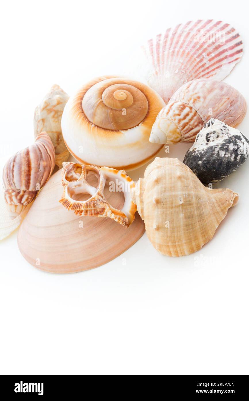 Sunray venus shell hi-res stock photography and images - Alamy