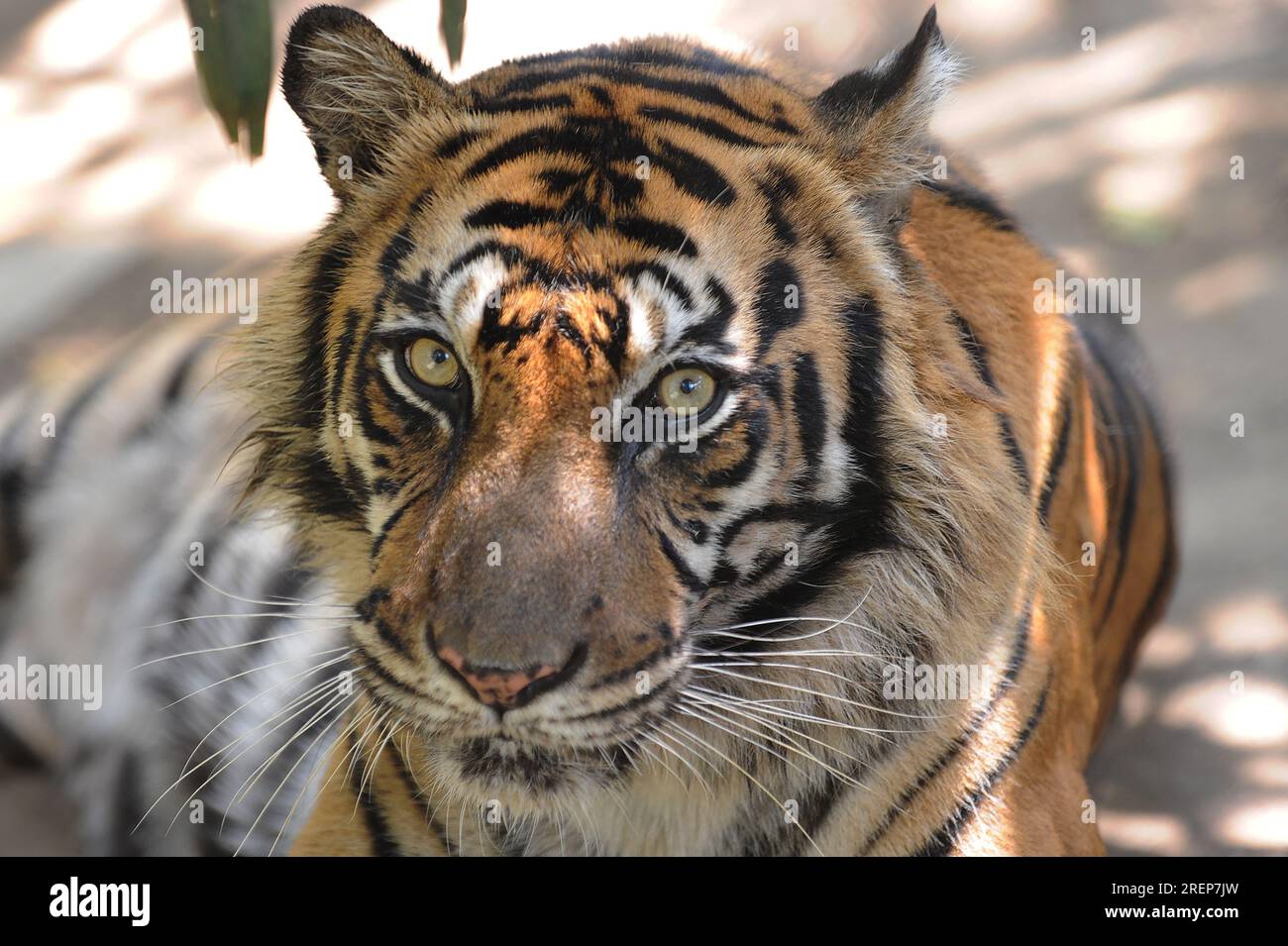 July 28, 2023, yogyakarta, yogyakarta, Indonesia: Visitors look closely ...