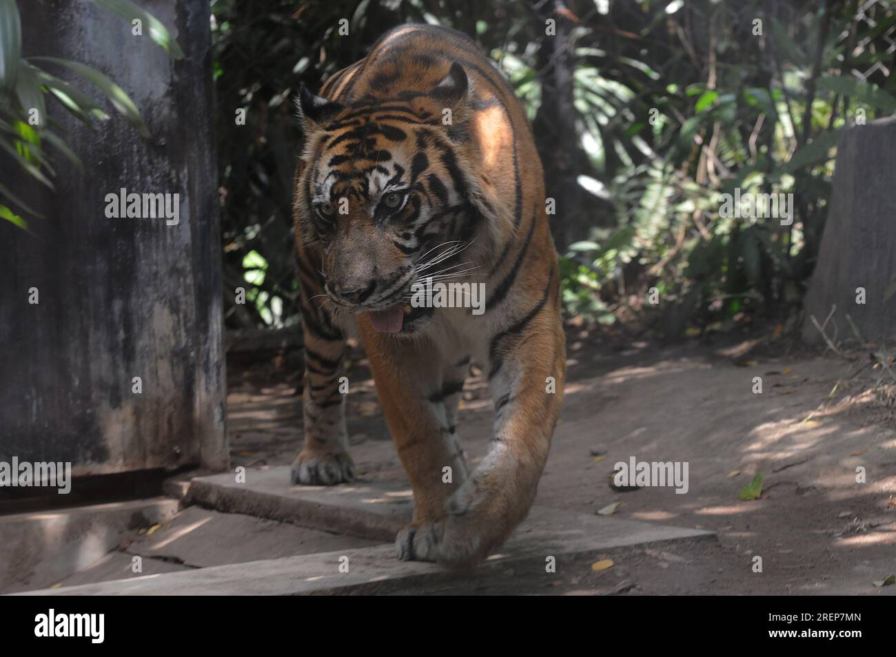 July 28, 2023, yogyakarta, yogyakarta, Indonesia: Visitors look closely ...