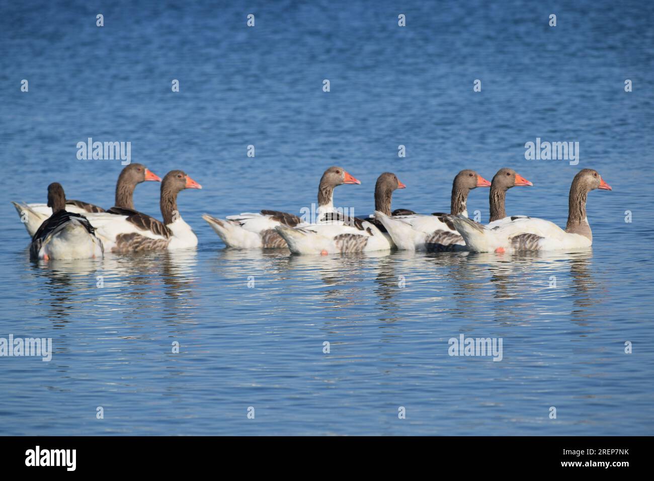 Flock of geese in the sea Stock Photo - Alamy