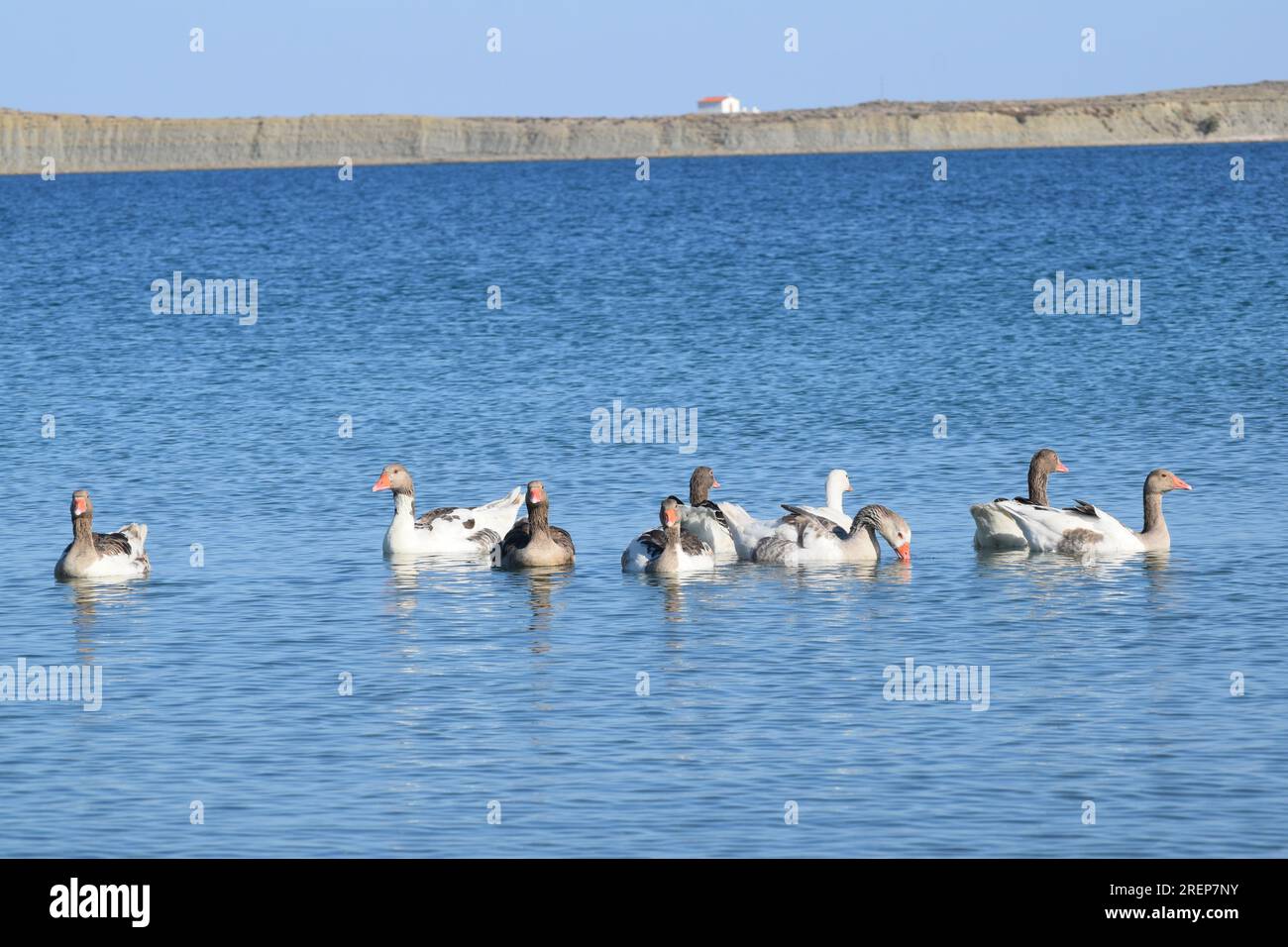 Flock birds floating flying hi-res stock photography and images - Alamy