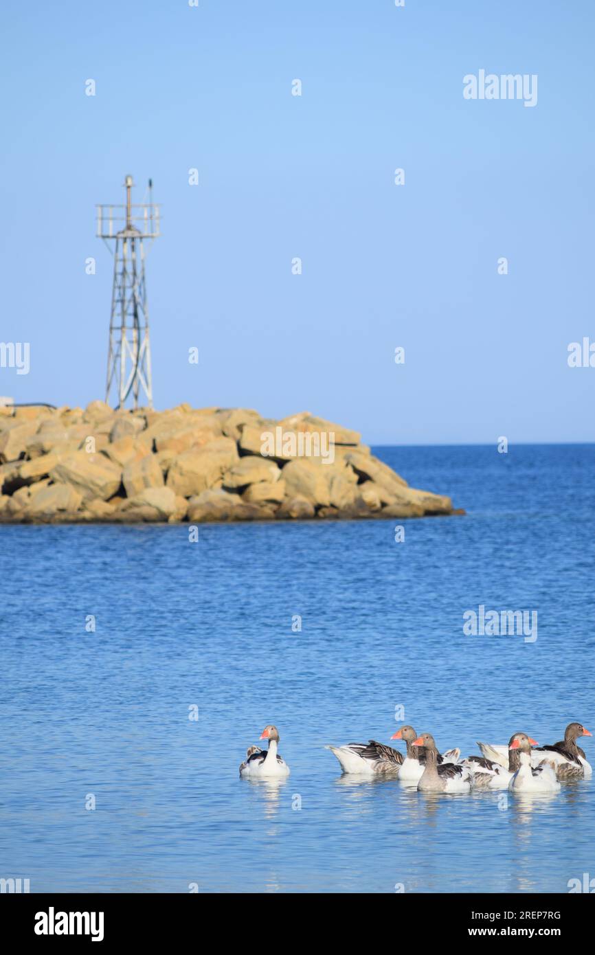 Flock of geese in the sea Stock Photo - Alamy