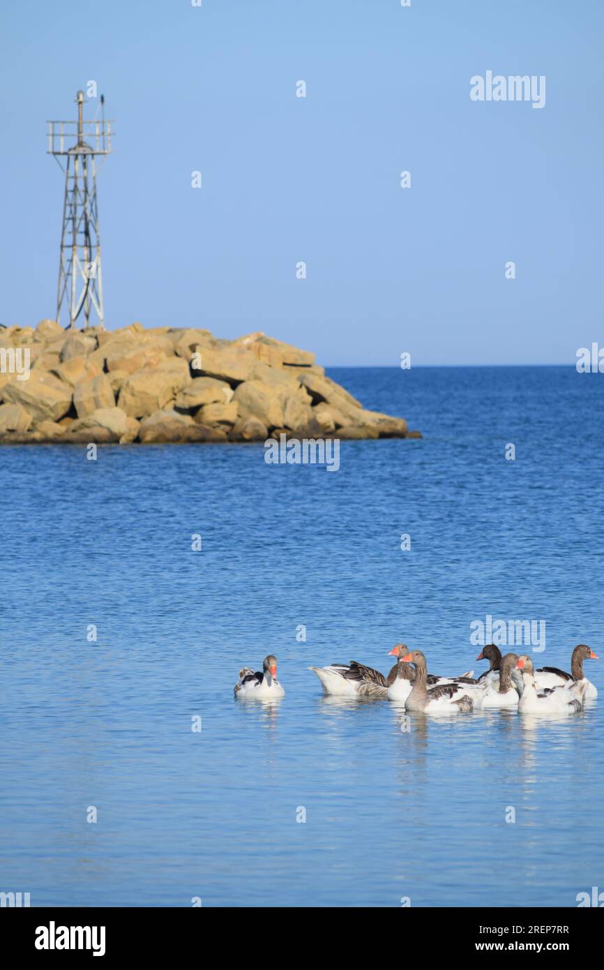 Flock of geese in the sea Stock Photo - Alamy