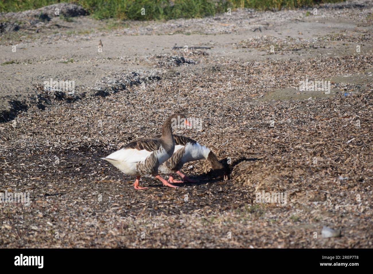 Flock of geese in the sea Stock Photo - Alamy