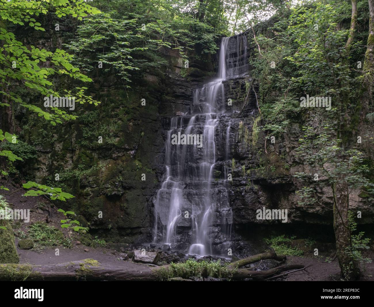 Eyam hidden Waterfall in forest. Trees and foliage. Fallen tree. Algae ...