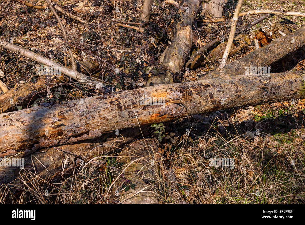 Dead trees and logs on forest floor after storm and drought in climate ...