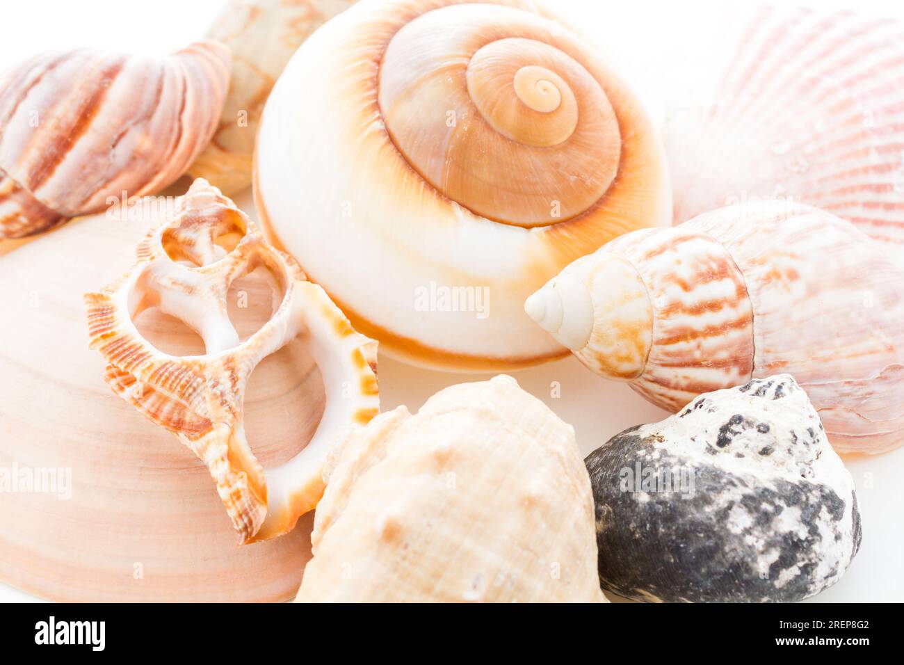 Sunray venus shell hi-res stock photography and images - Alamy