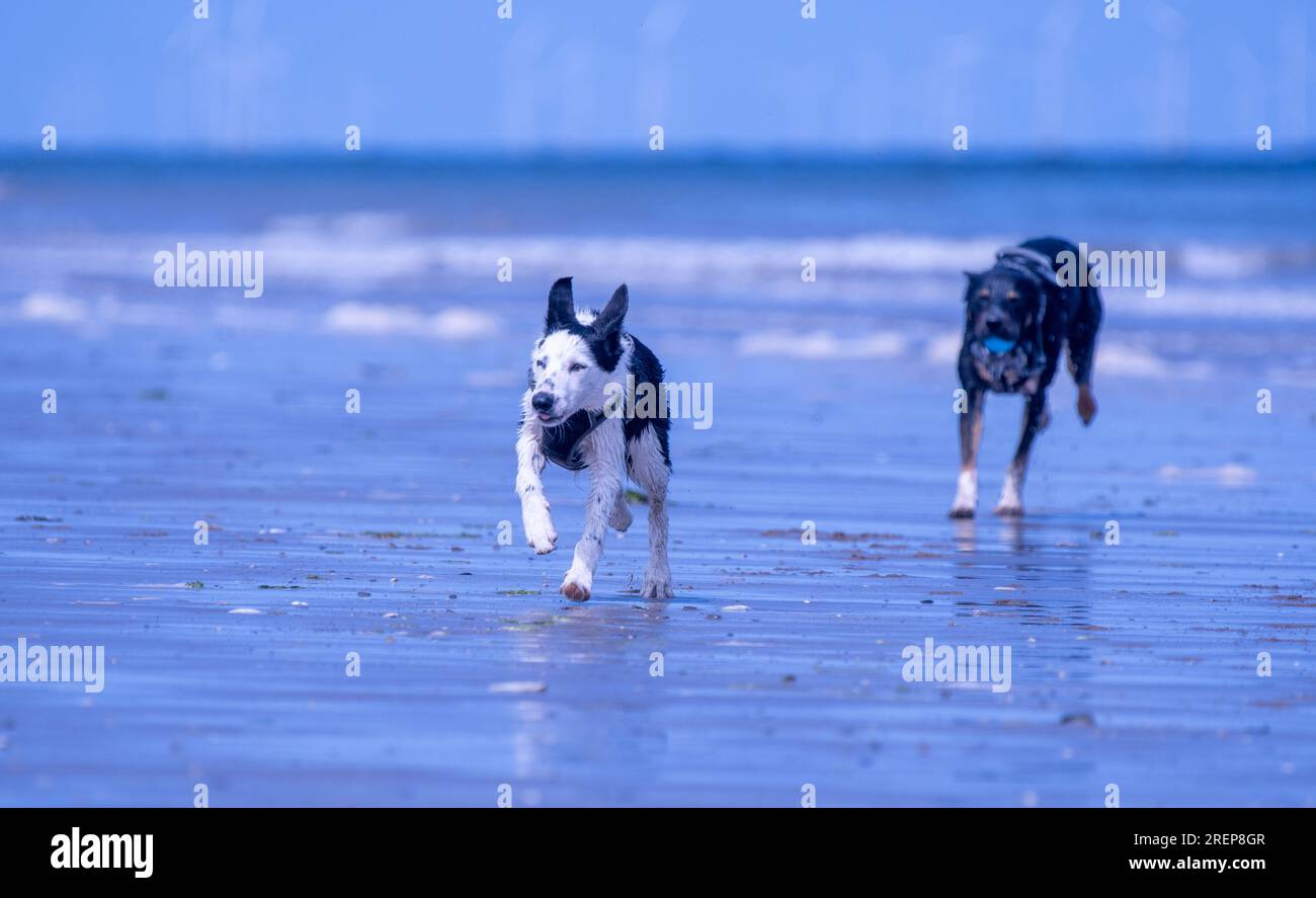 A Border Collie puppy on the beach Stock Photo - Alamy
