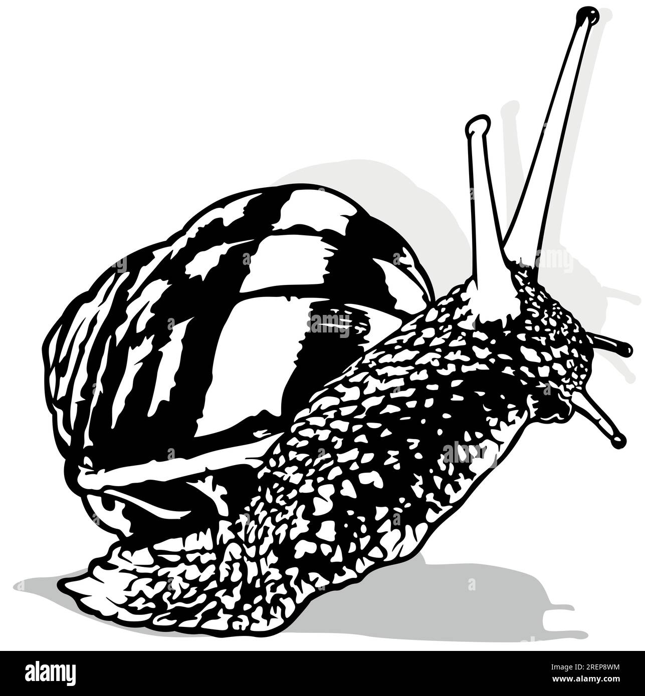 Drawing of a Snail with a Snail Shell Stock Vector Image & Art - Alamy