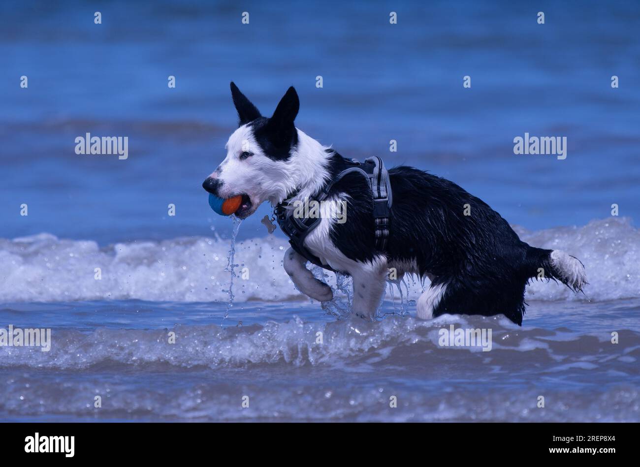A Border Collie puppy on the beach Stock Photo - Alamy