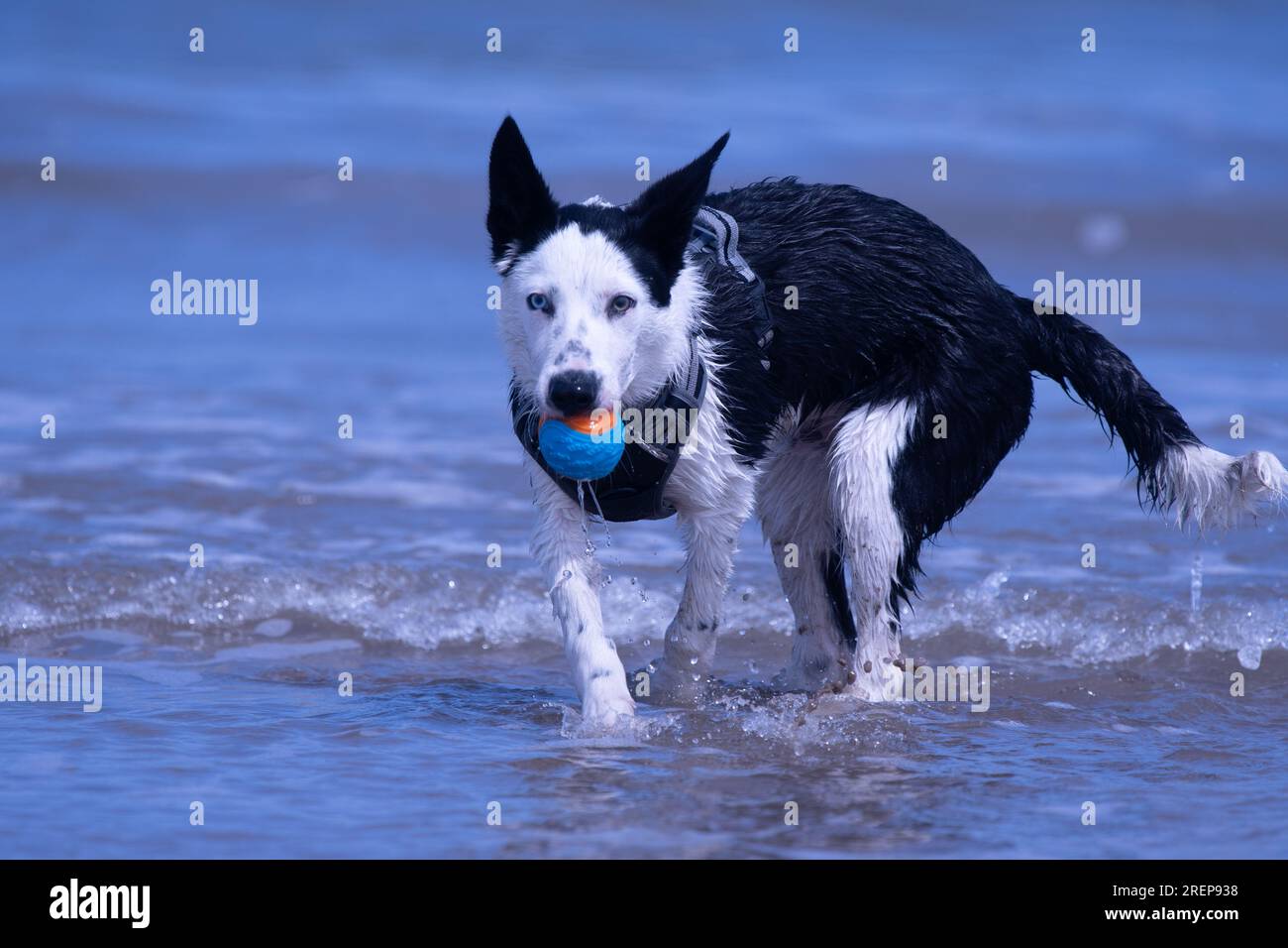 A Border Collie puppy on the beach Stock Photo - Alamy