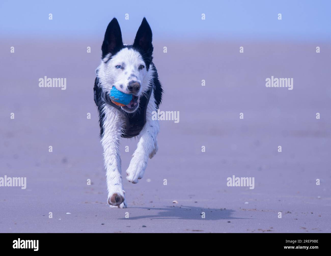 A Border Collie puppy on the beach Stock Photo - Alamy