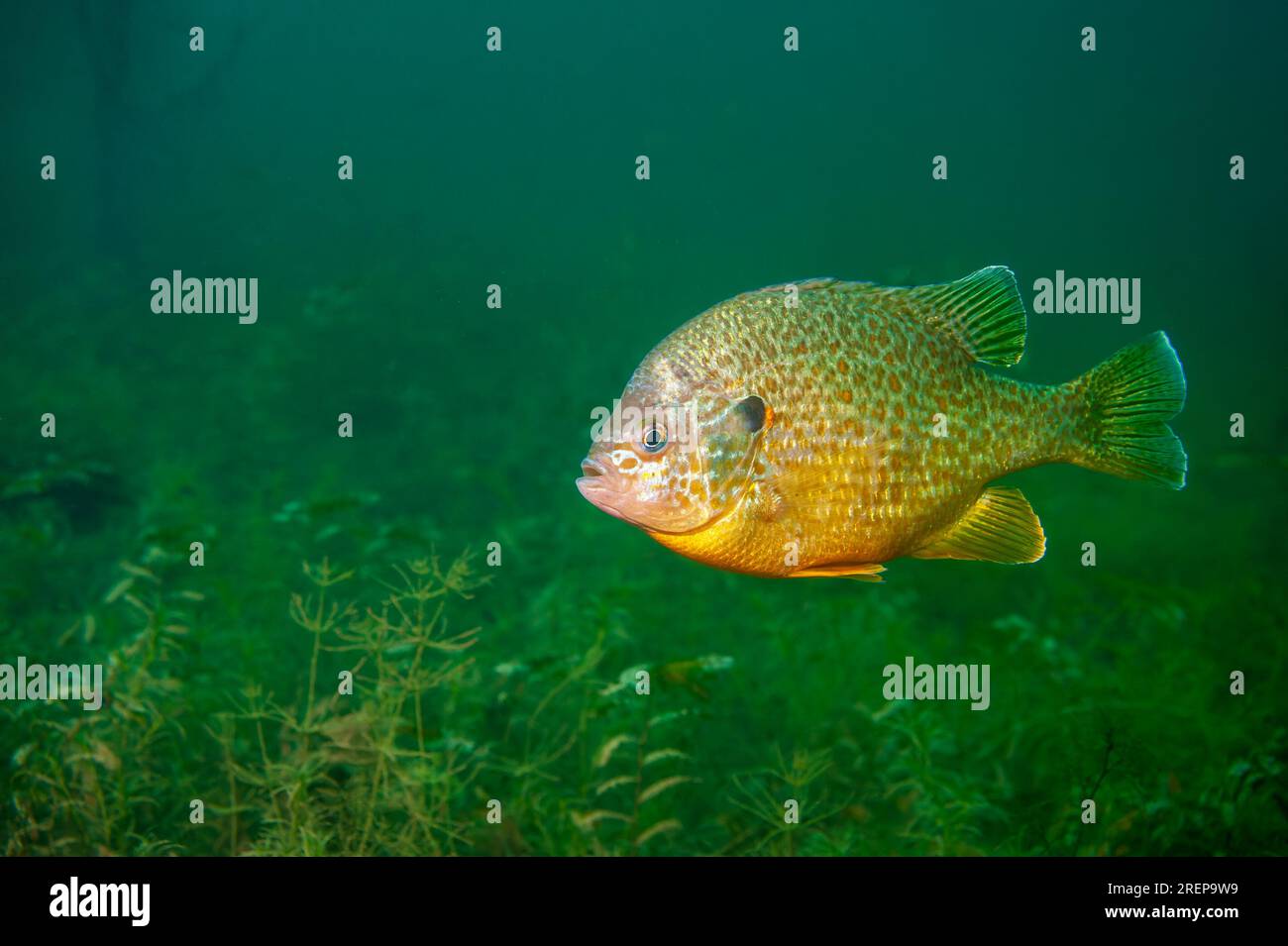 Pumpkinseed Sunfish swimming in a inland lake in North America Stock ...