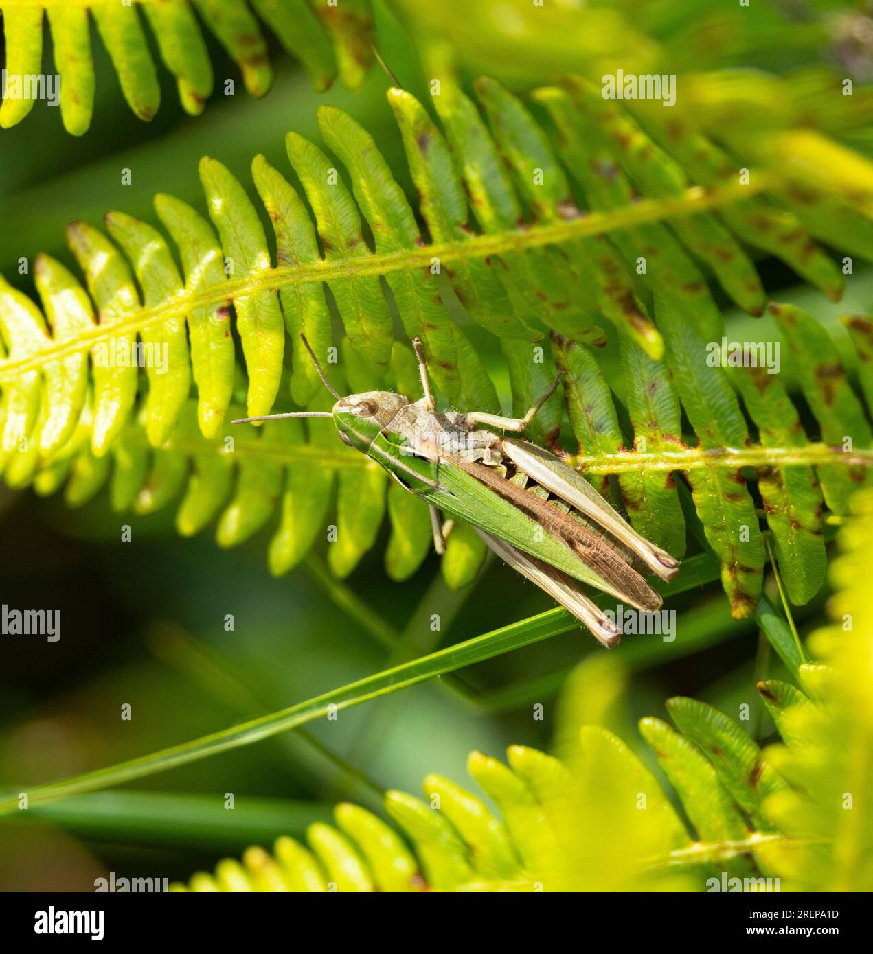 Forehead keel hi-res stock photography and images - Alamy