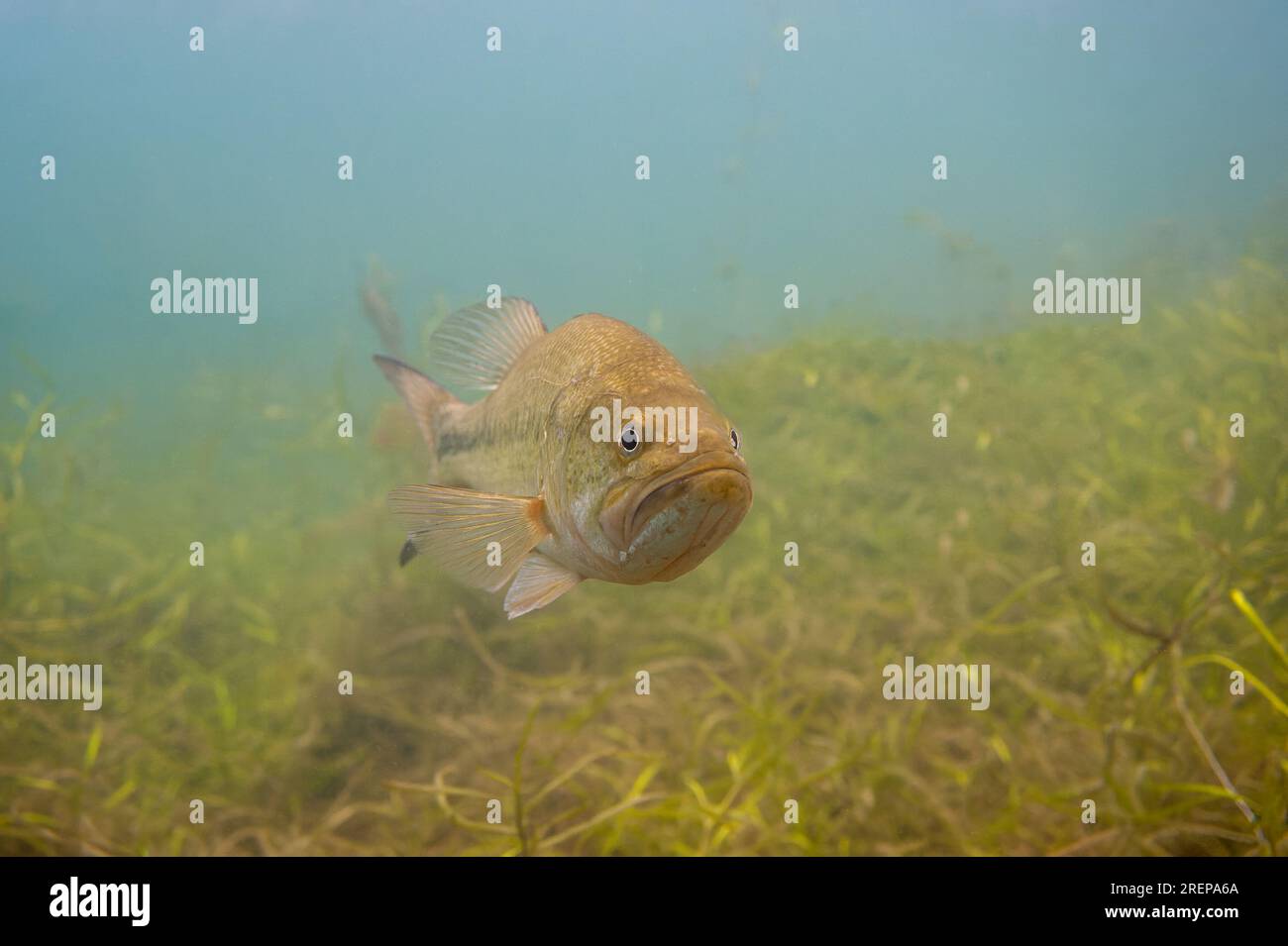Front of a Largemouth bass swimming through the weeds in a Michigan ...