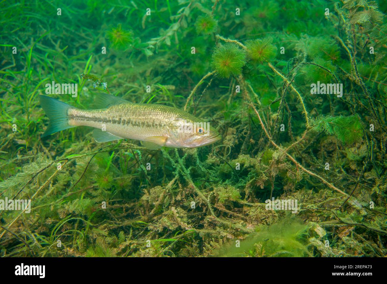 Largemouth bass swimming through the weeds in a Michigan inland lake ...