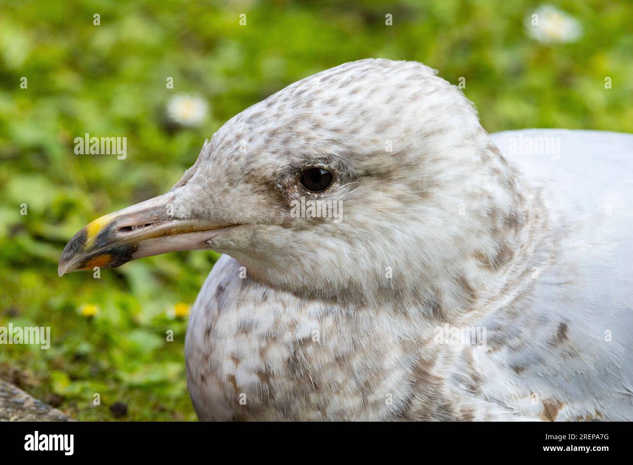Portrait of a recently fledged Herring Gull. This seabird is become ...