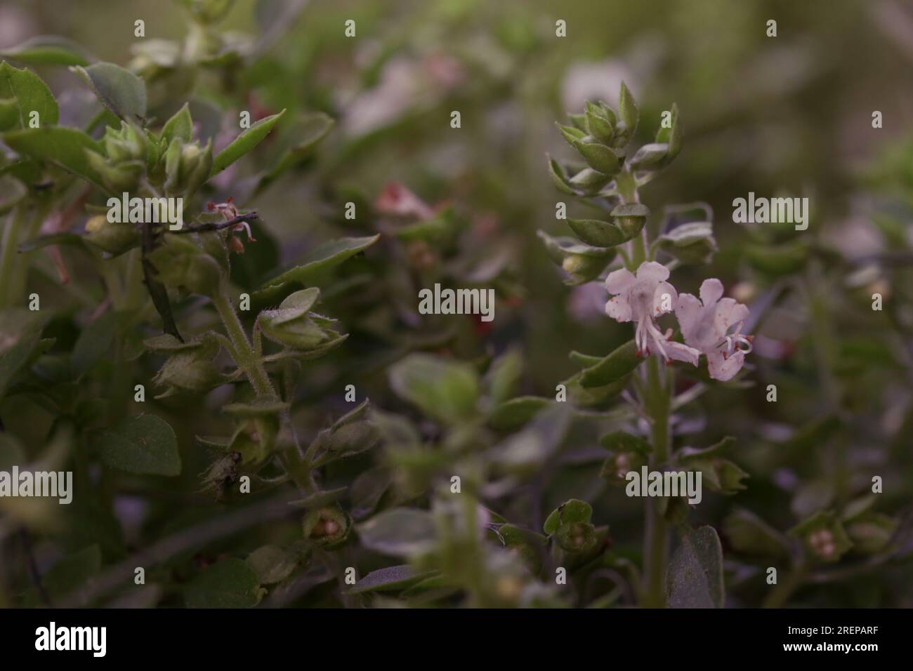 Greek basil hi-res stock photography and images - Alamy