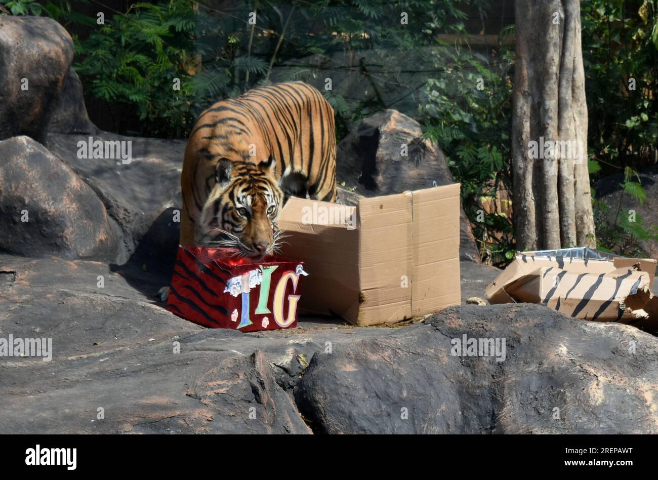 Batu City, East Java, Indonesia. 29th July, 2023. A Sumatran tiger ...
