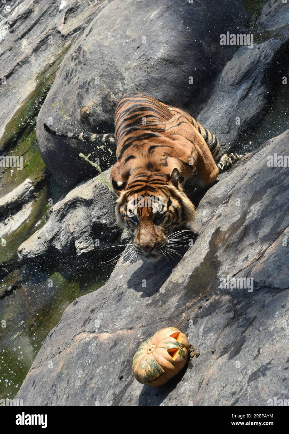 Batu City, East Java, Indonesia. 29th July, 2023. A Sumatran tiger ...