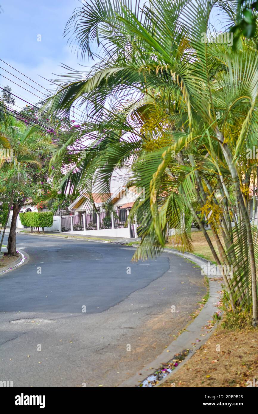 SanJose Costa Rica street corner with palm trees Stock Photo - Alamy
