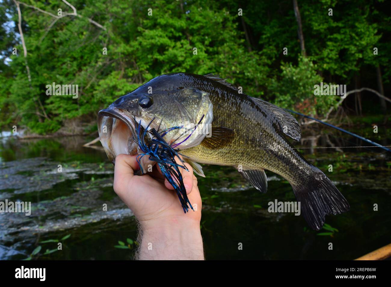 Holding perfect largemouth bass, shore fishing, catching fish Stock ...