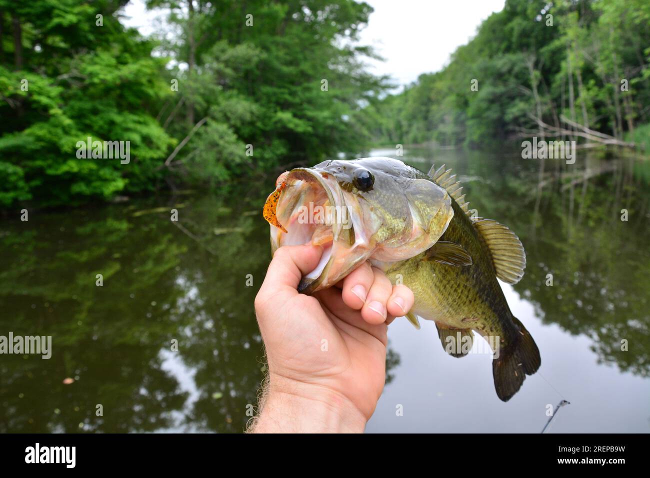 Holding perfect largemouth bass, shore fishing, catching fish Stock ...