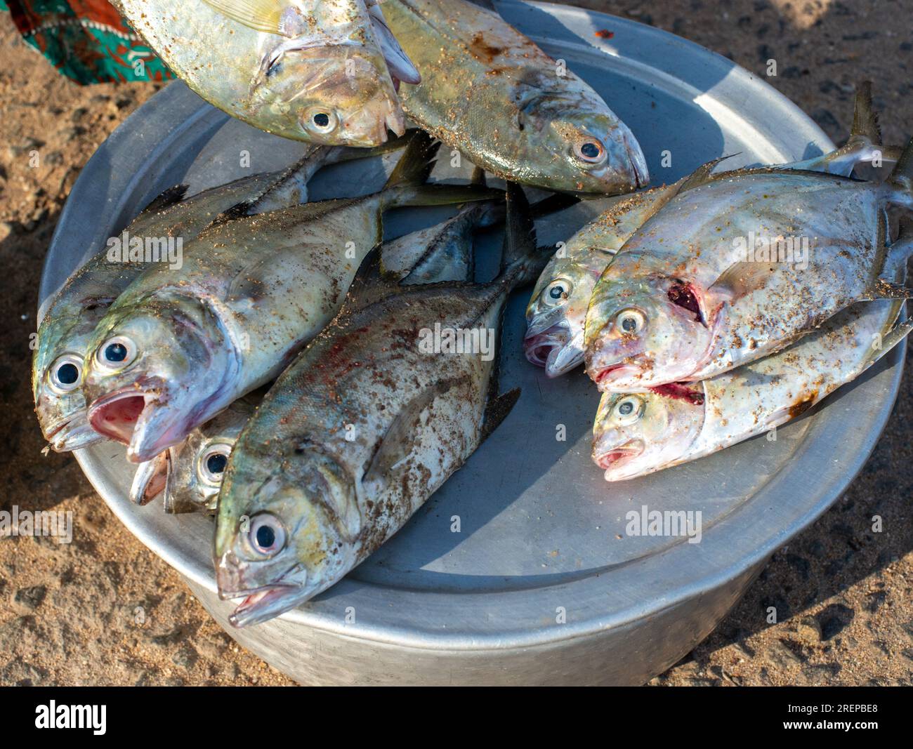 A fresh catch of fish on display for sale in a coastal community Stock ...
