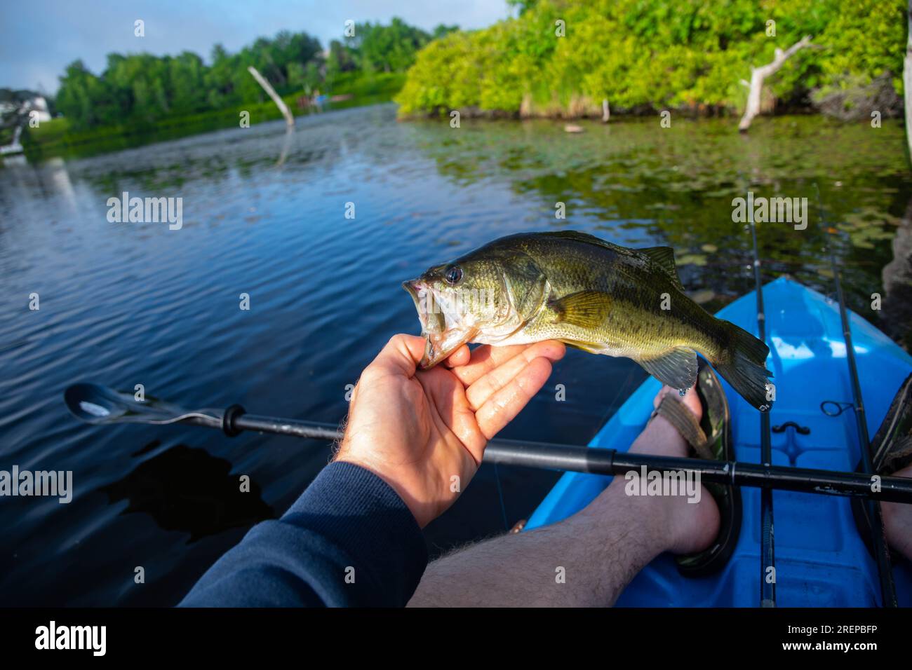 Holding perfect largemouth bass, shore fishing, catching fish Stock ...