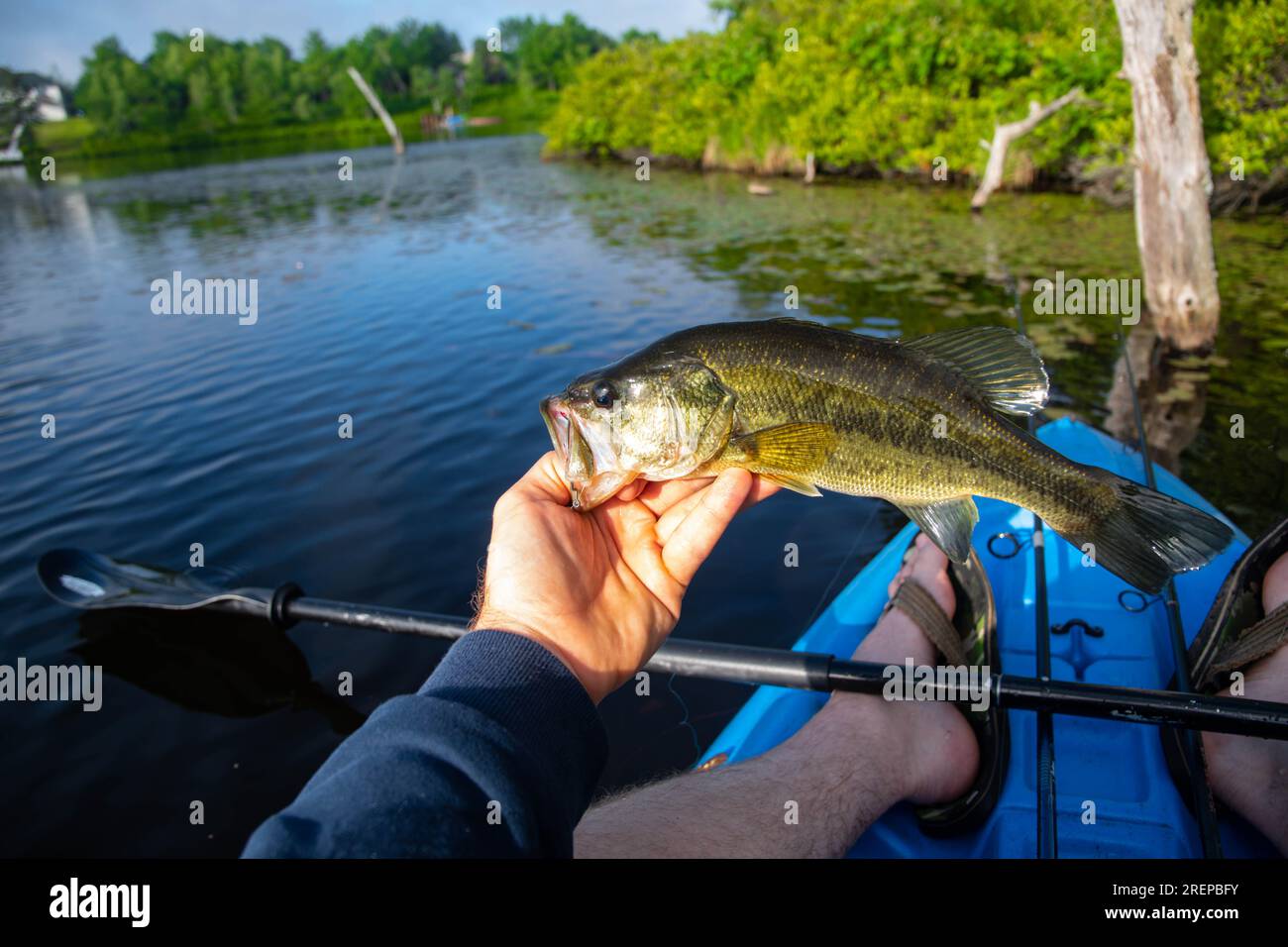 Holding perfect largemouth bass, shore fishing, catching fish Stock ...