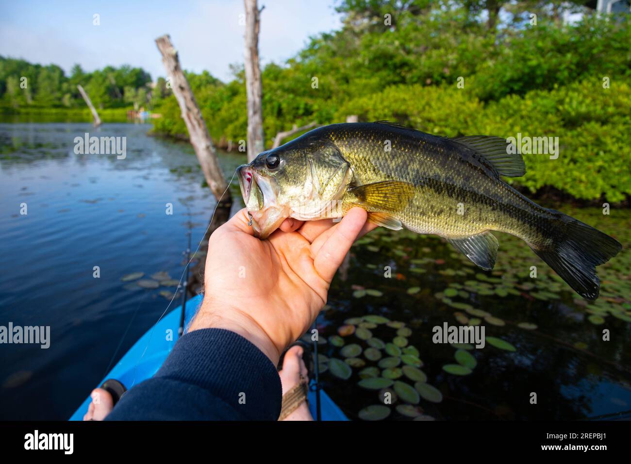 Holding perfect largemouth bass, shore fishing, catching fish Stock ...