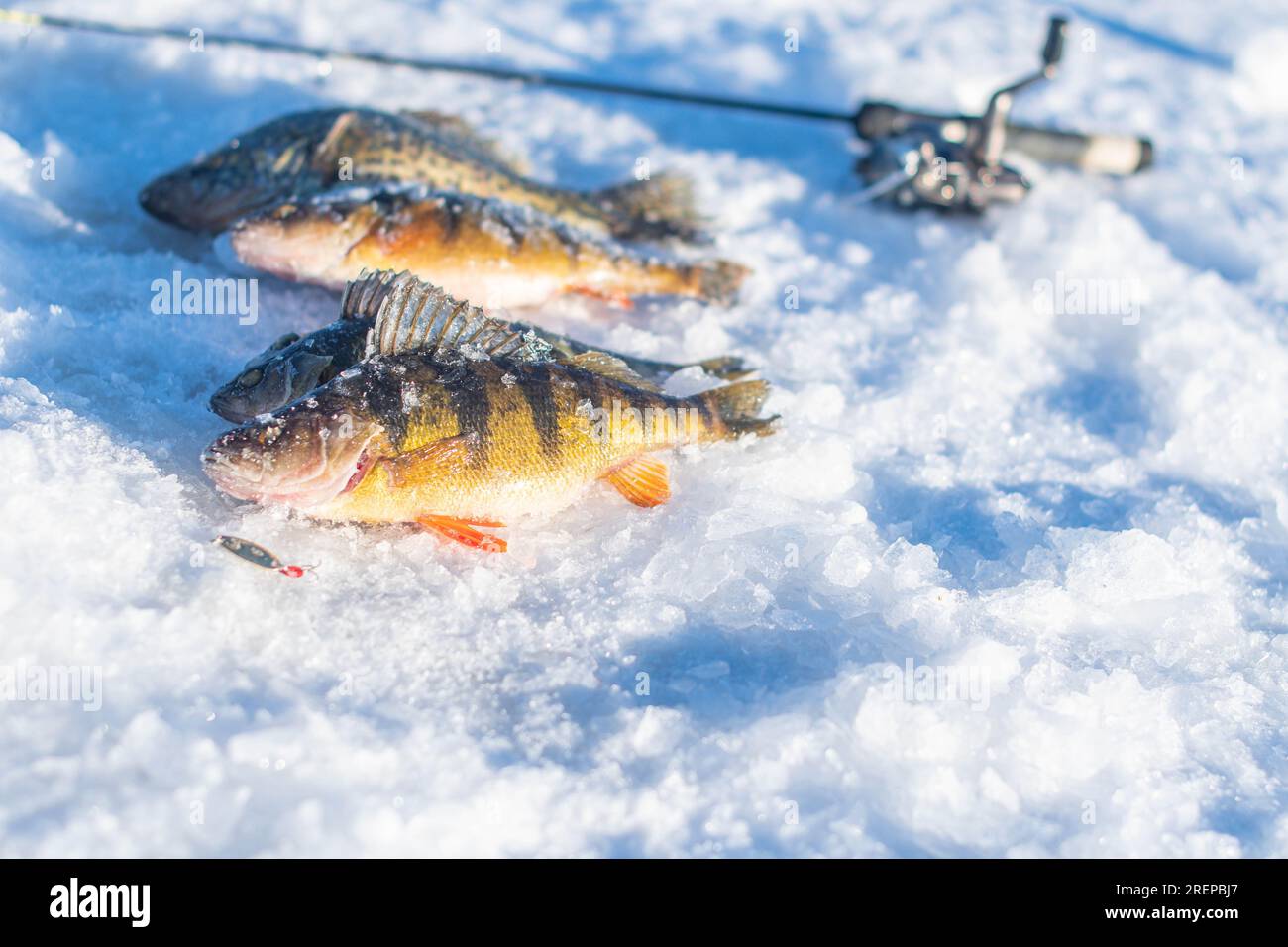 Ice fishing catching fish on ice water activity, hobby leisure Stock ...